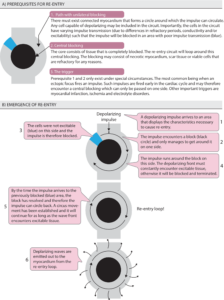 Mechanisms of cardiac arrhythmias: from automaticity to re-entry ...