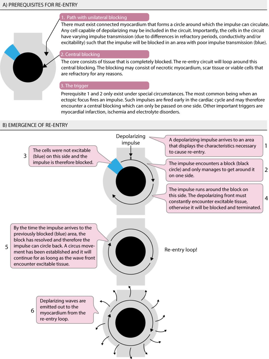 Mechanisms of cardiac arrhythmias: from automaticity to re-entry ...