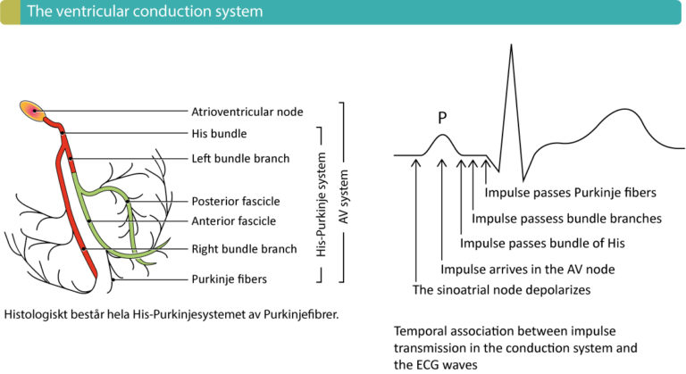 The Normal ECG: From Normality to Pathology – ECG & ECHO