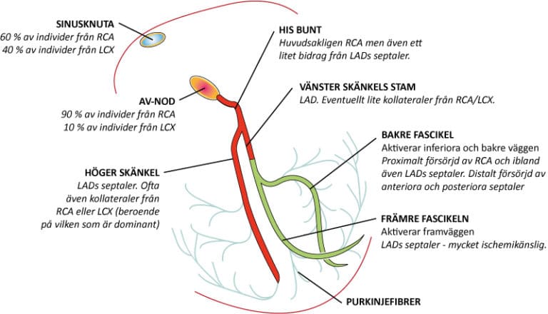 Blodförsörjningen till retledningssystemets komponenter. – ECG learning