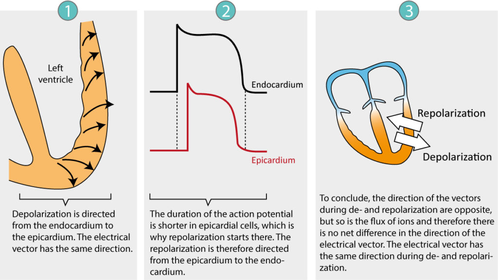 Cardiac electrophysiology: action potential, automaticity and vectors – ECG & ECHO