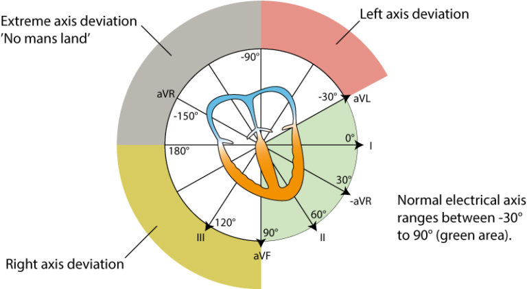 The electrical axis of the heart (heart axis): ECG & physiology