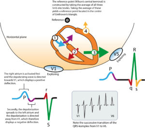 The QRS complex: ECG features of the Q-wave, R-wave, S-wave & duration