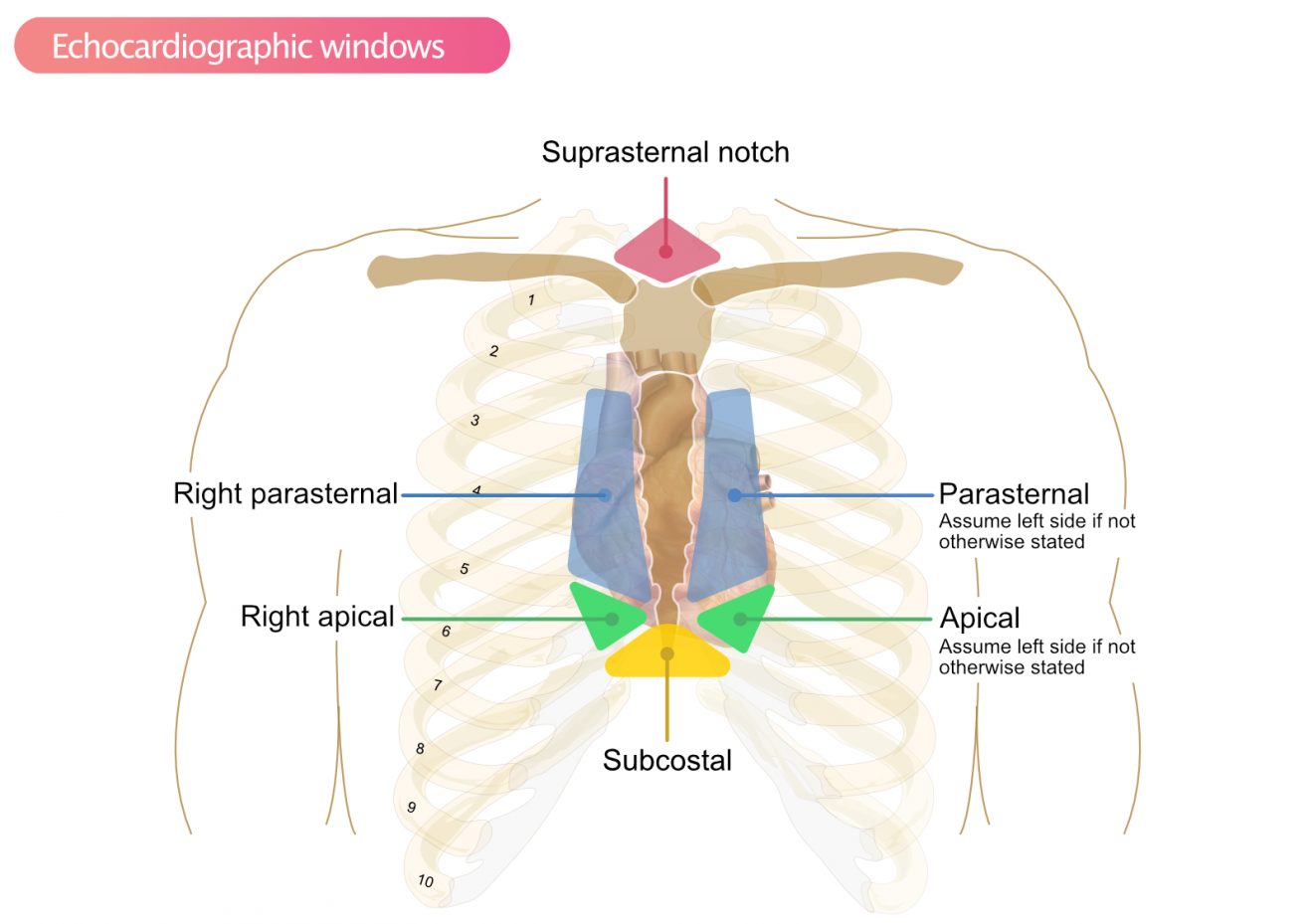 Standard Transthoracic Echocardiogram: Complete Imaging Protocol – Cardiovascular Education