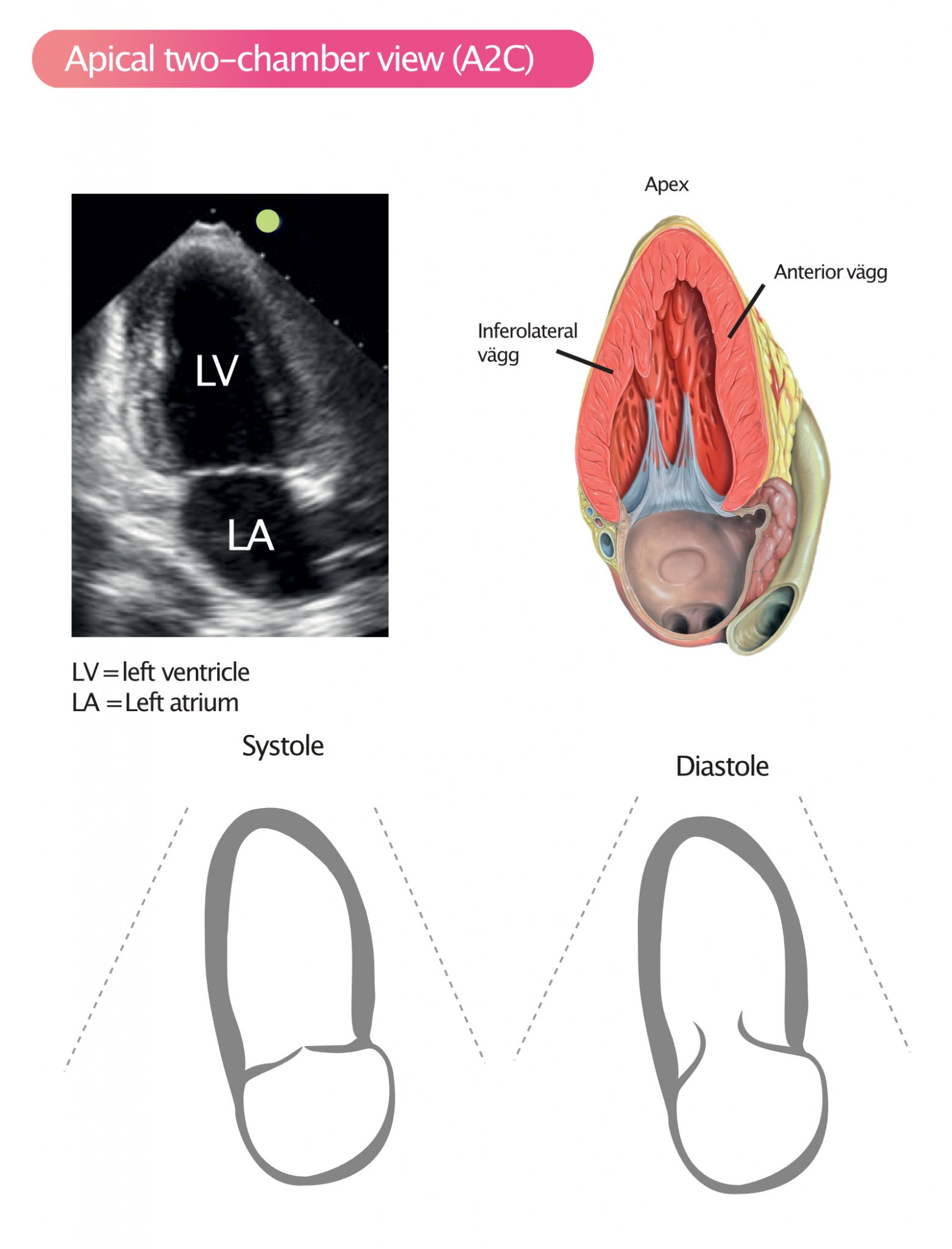 Standard Transthoracic Echocardiogram: Complete Imaging Protocol – ECG & ECHO