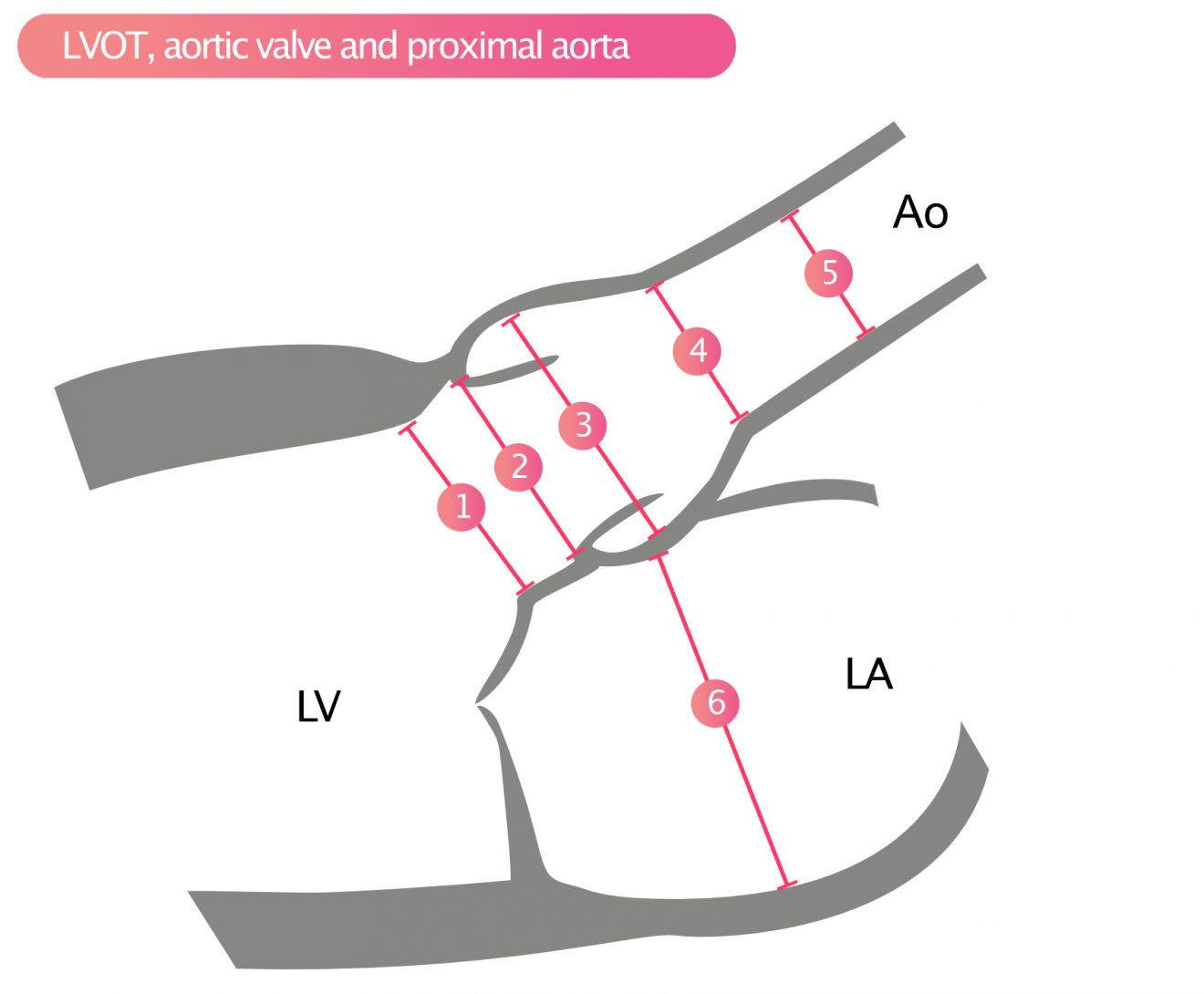 Standard Transthoracic Echocardiogram: Complete Imaging Protocol ...
