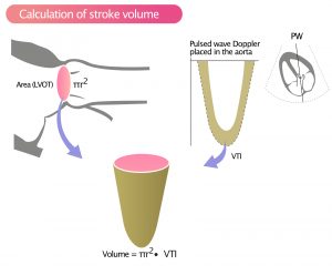 Assessing left ventricular systolic function – The Cardiovascular