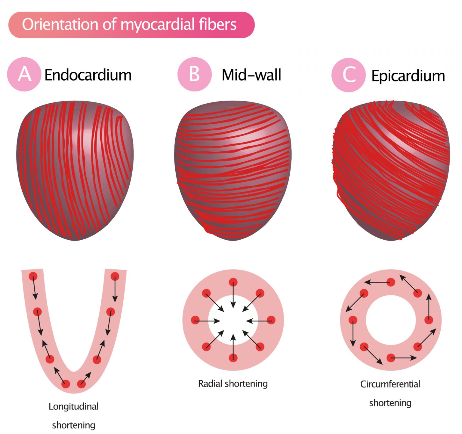 Myocardial Mechanics: Structure and Function of Myocardial Fibers – The Cardiovascular