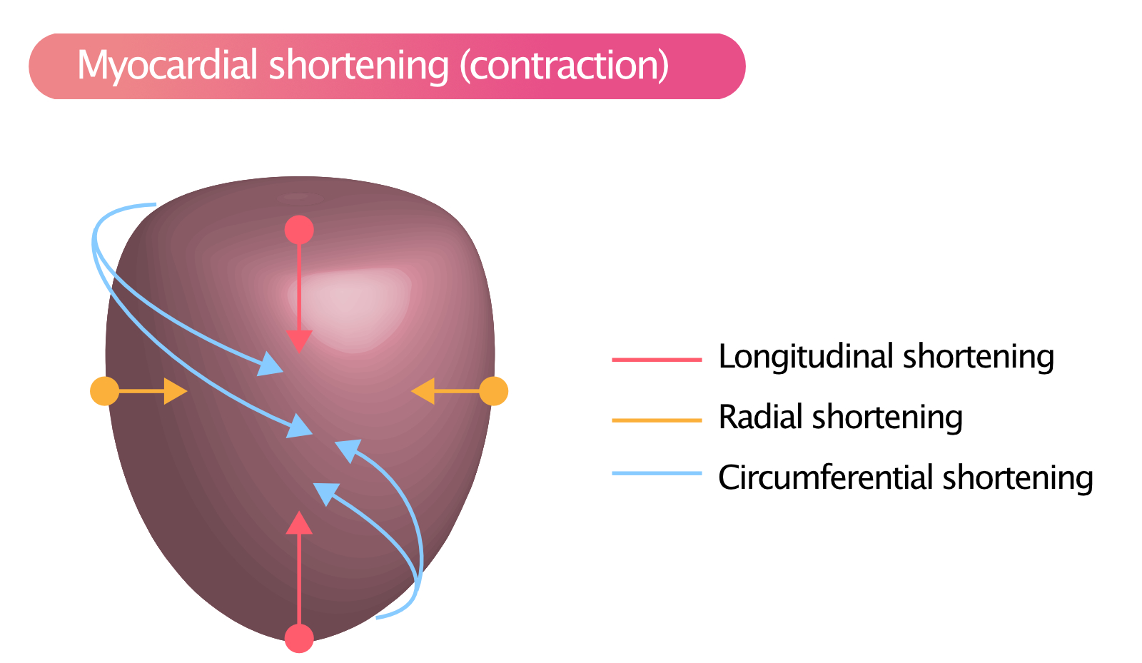 Myocardial Mechanics: Structure and Function of Myocardial Fibers – The ...