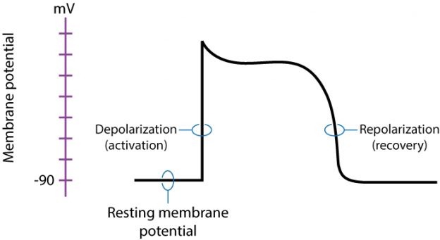 Introduction to Cardiac Pacing and Devices: Pacemaker, ICD, CRT ...