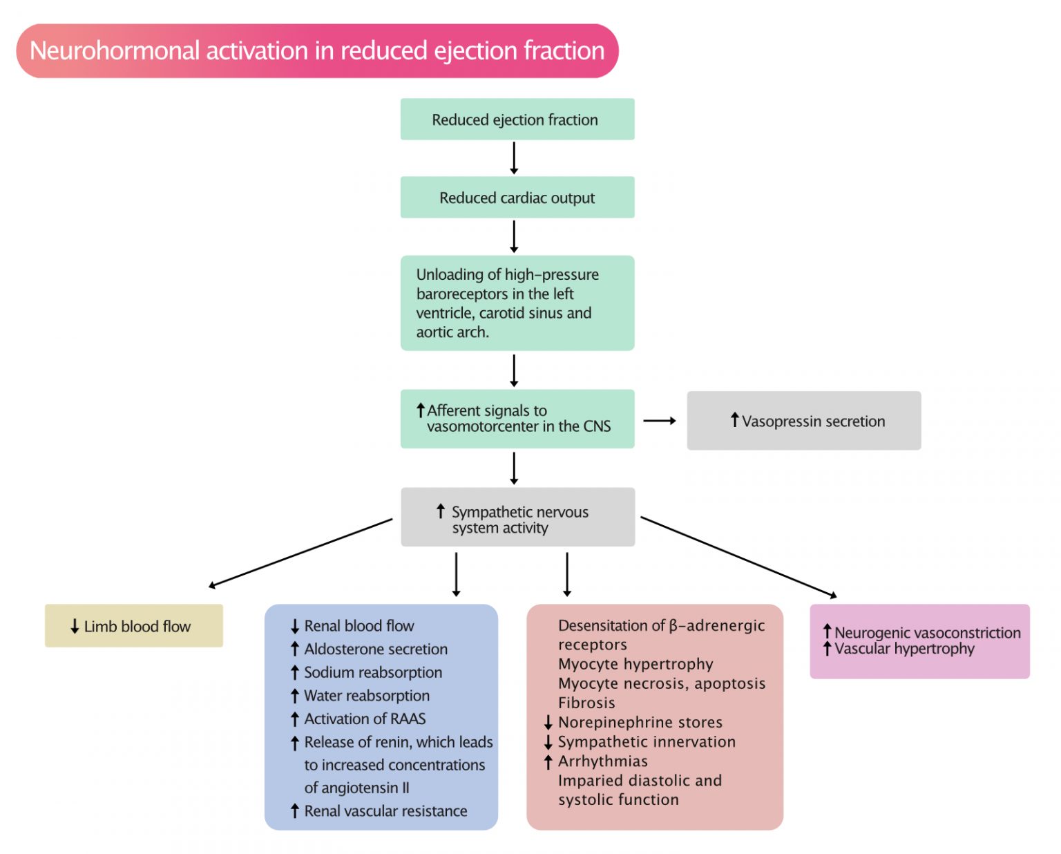 Ejection fraction (EF): Physiology, Measurement & Clinical Evaluation ...
