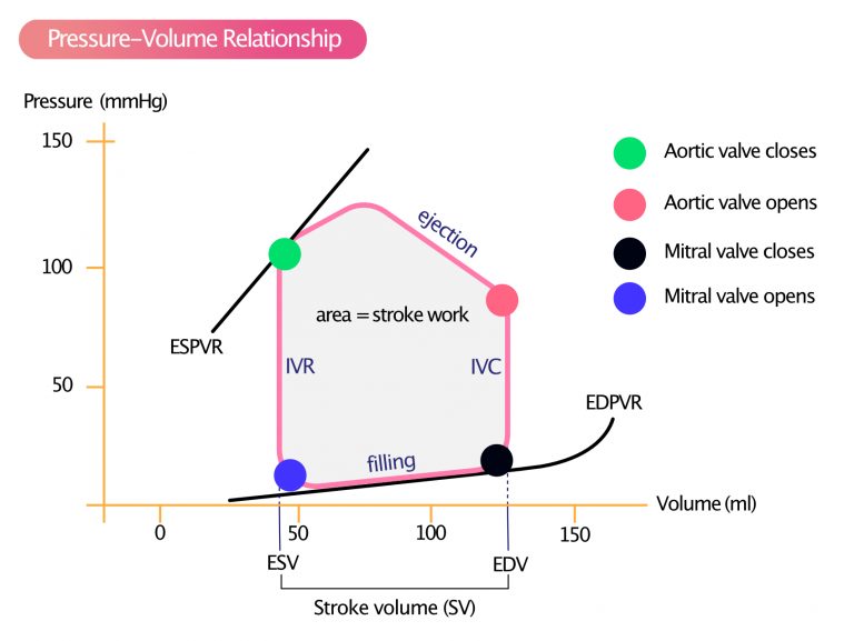 Ventricular Pressure-Volume Relationship: Preload, Afterload, Stroke ...