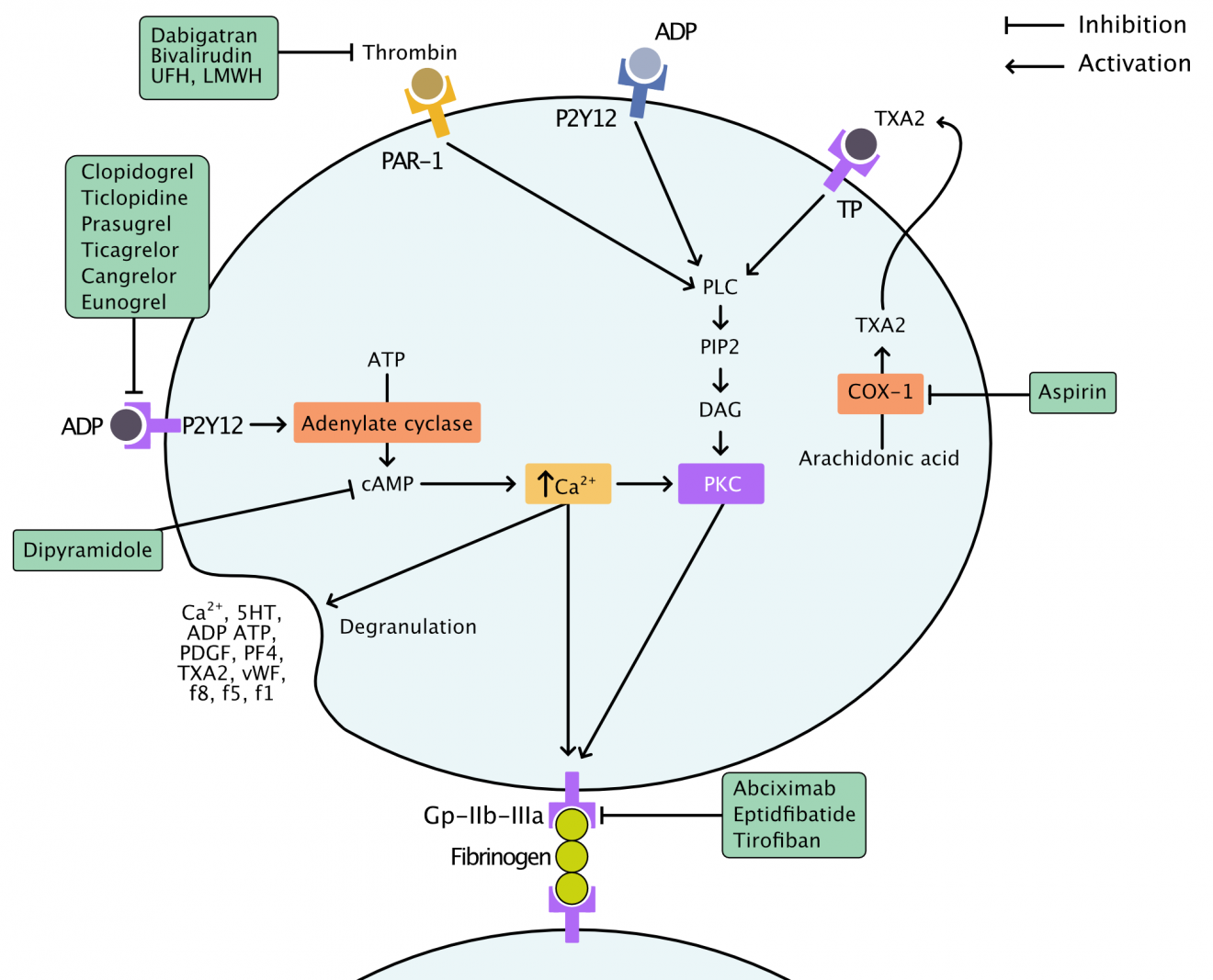 Stable Coronary Artery Disease (Angina Pectoris): Diagnosis, Evaluation ...