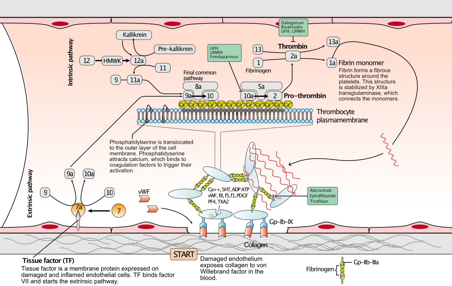 Stable Coronary Artery Disease (Angina Pectoris): Diagnosis, Evaluation ...