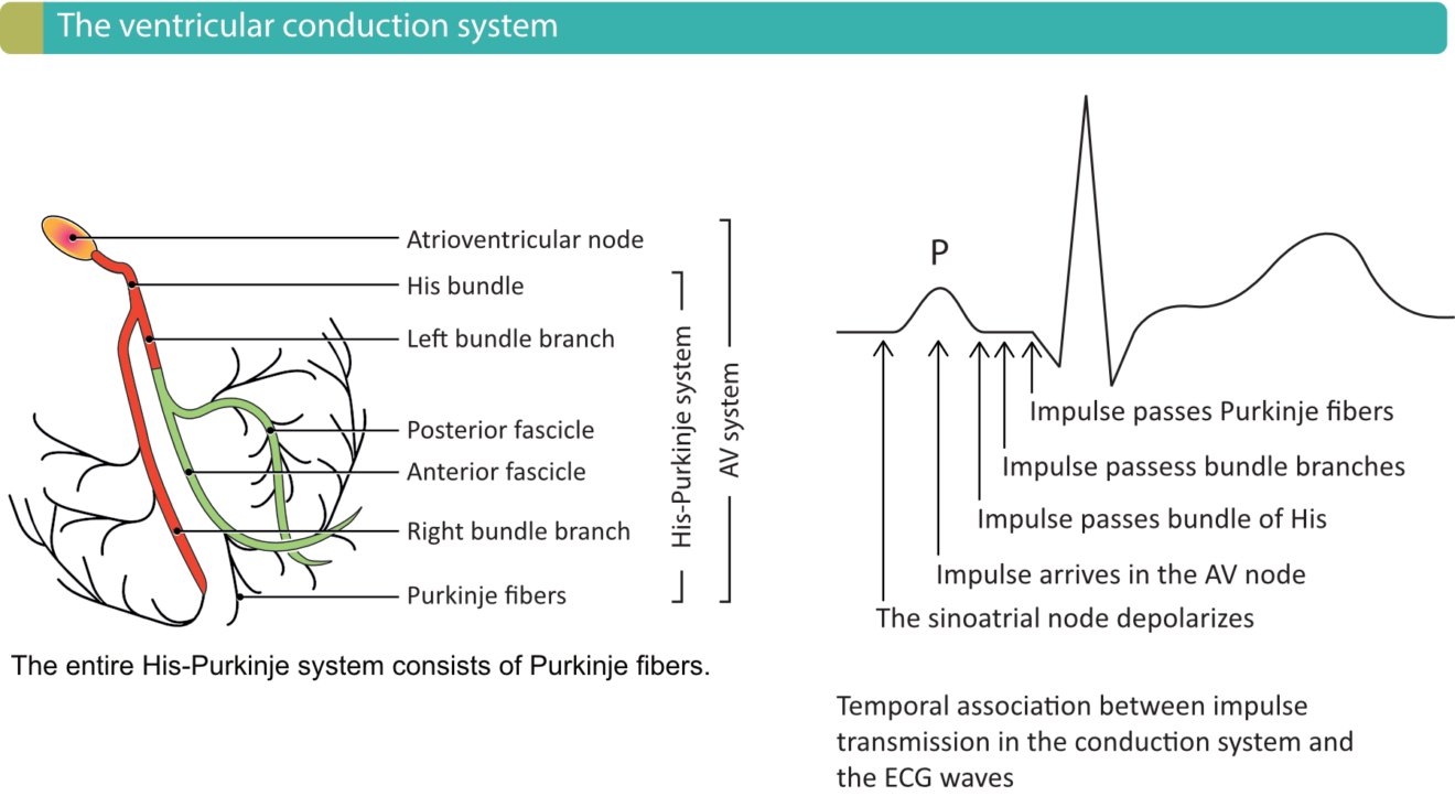 Overview of atrioventricular (AV) blocks – Cardiovascular Education