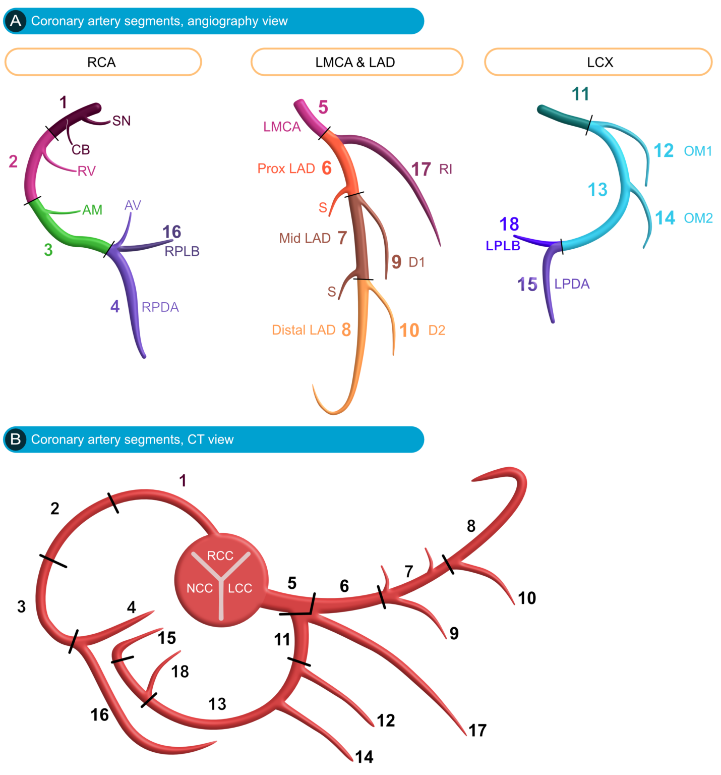 ECG localization of myocardial infarction / ischemia and coronary ...