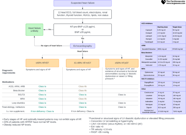Diagnosis and initial management of heart failure (HFrEF, HFmrEF, HFpEF ...