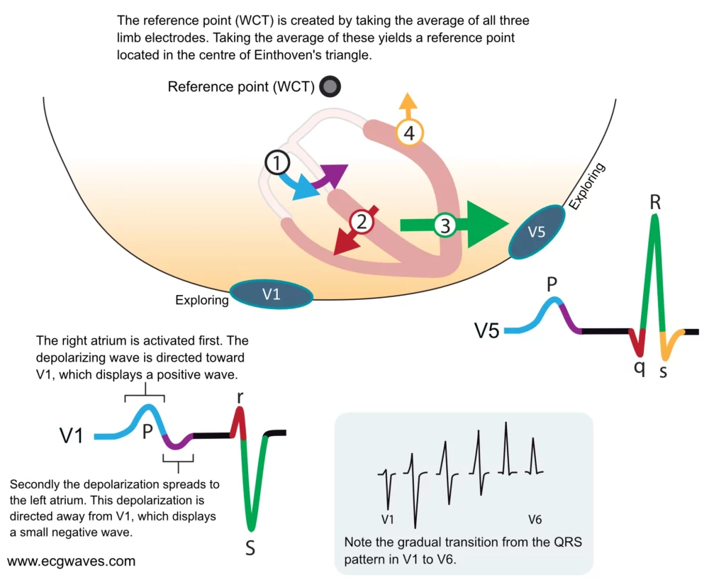 Ecg Diagram Class 11 Official Store Www yakimankagbu ru Ecg Diagram Class 11 Official Store Www yakimankagbu ru