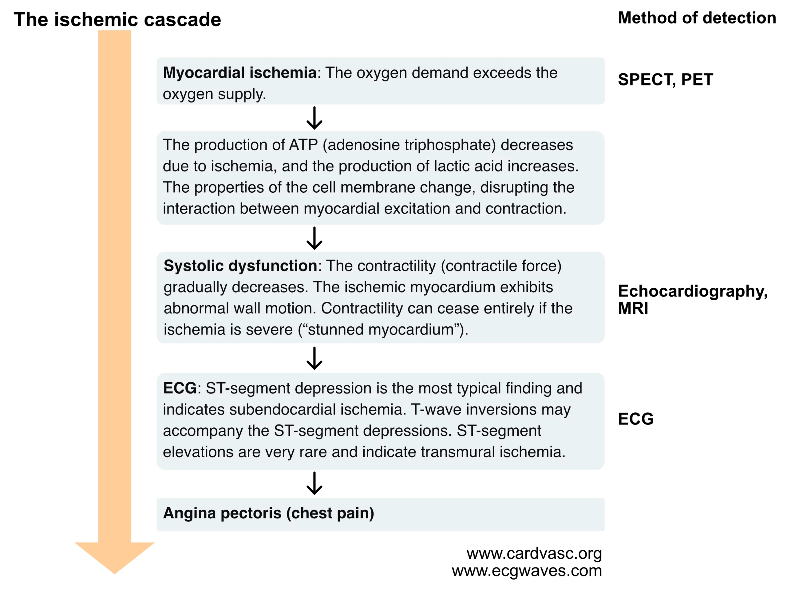 The ischemic cascade – The Cardiovascular